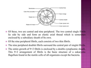 Ultrastructure of flagella | PPTX