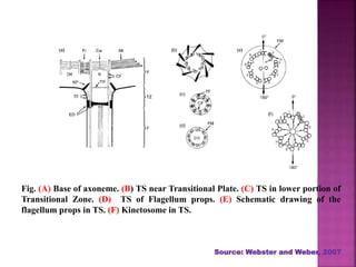 Ultrastructure of flagella | PPTX