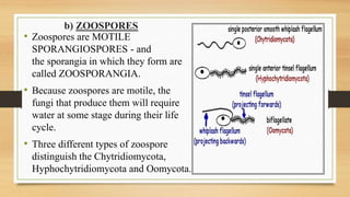 Ultrastructure of fungal cell and different type of | PPTX