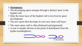 Ultrastructure of fungal cell and different type of | PPTX