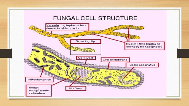 Ultrastructure of fungal cell and different type of | PPT