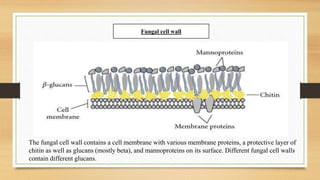 Fungal Cell Wall Diagram