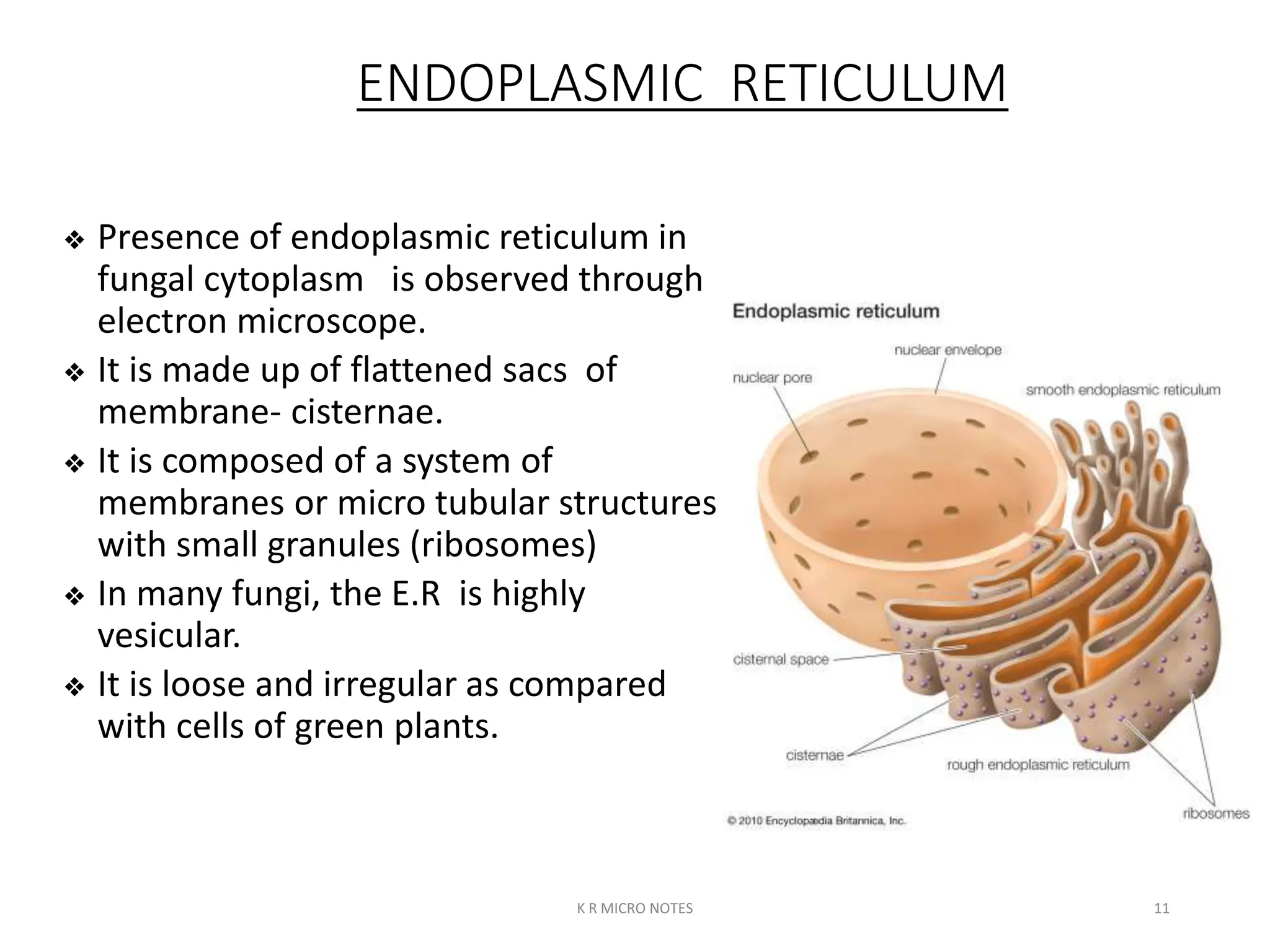 ULTRA STRUCTURE OF FUNGAL CELL AND GROWTH | PPTX