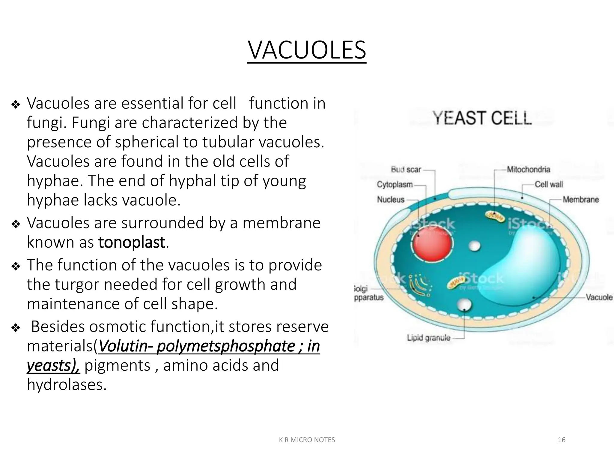 ULTRA STRUCTURE OF FUNGAL CELL AND GROWTH | PPTX