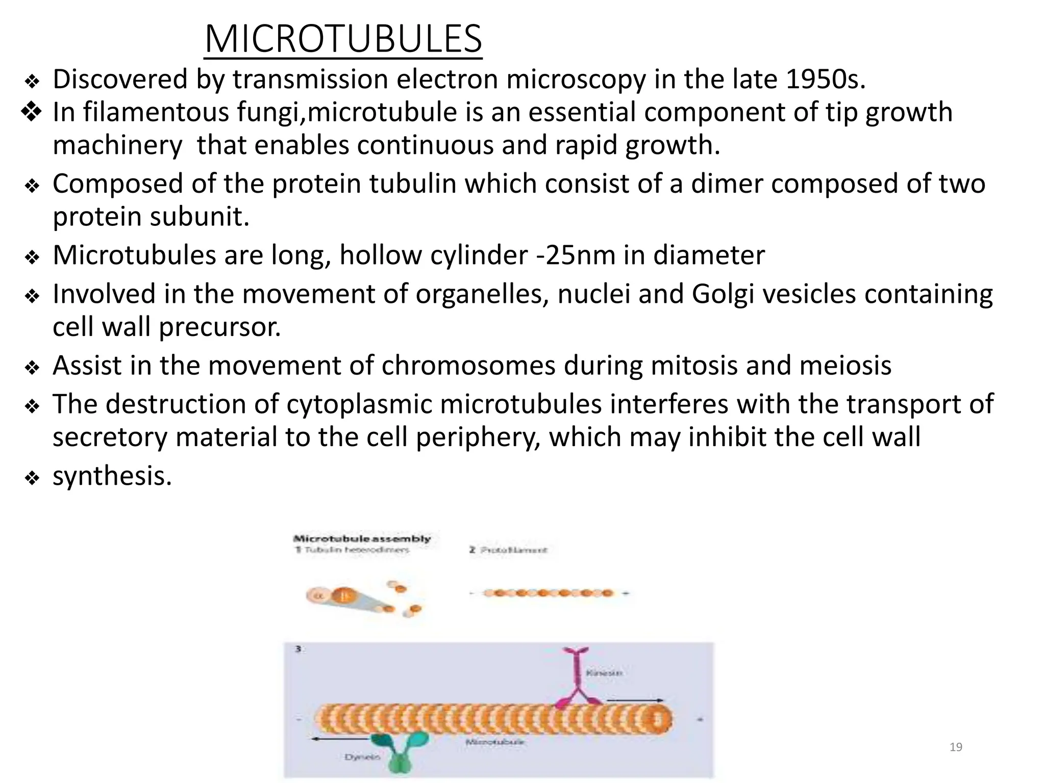ULTRA STRUCTURE OF FUNGAL CELL AND GROWTH | PPTX