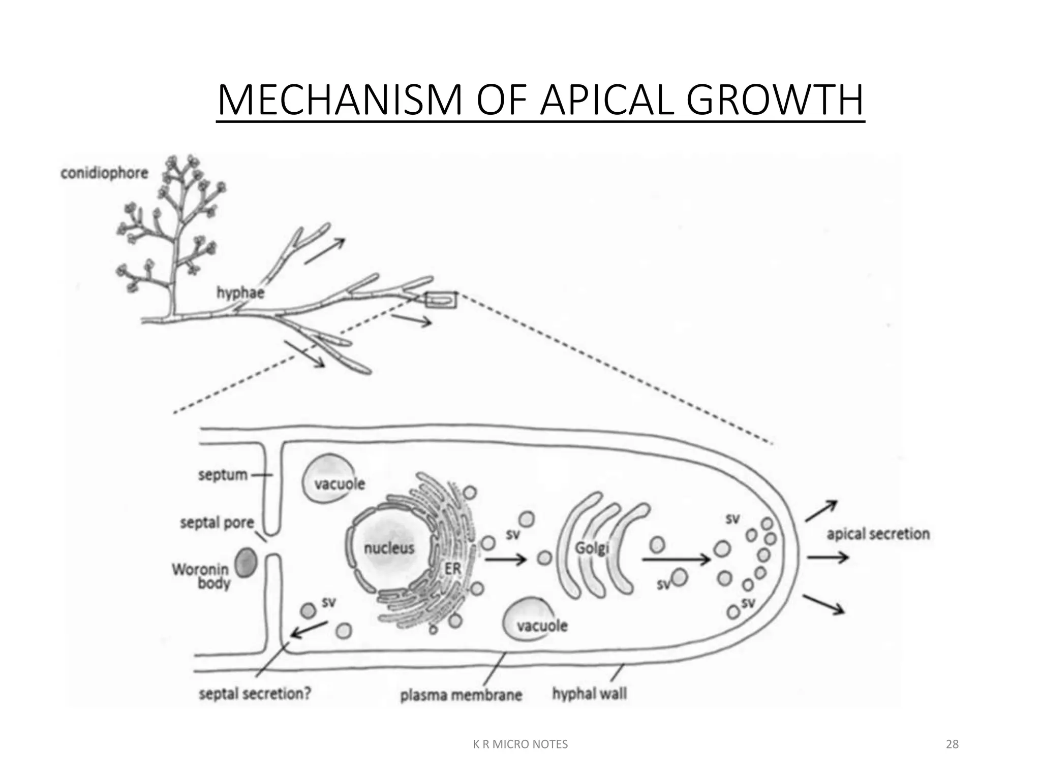ULTRA STRUCTURE OF FUNGAL CELL AND GROWTH | PPTX