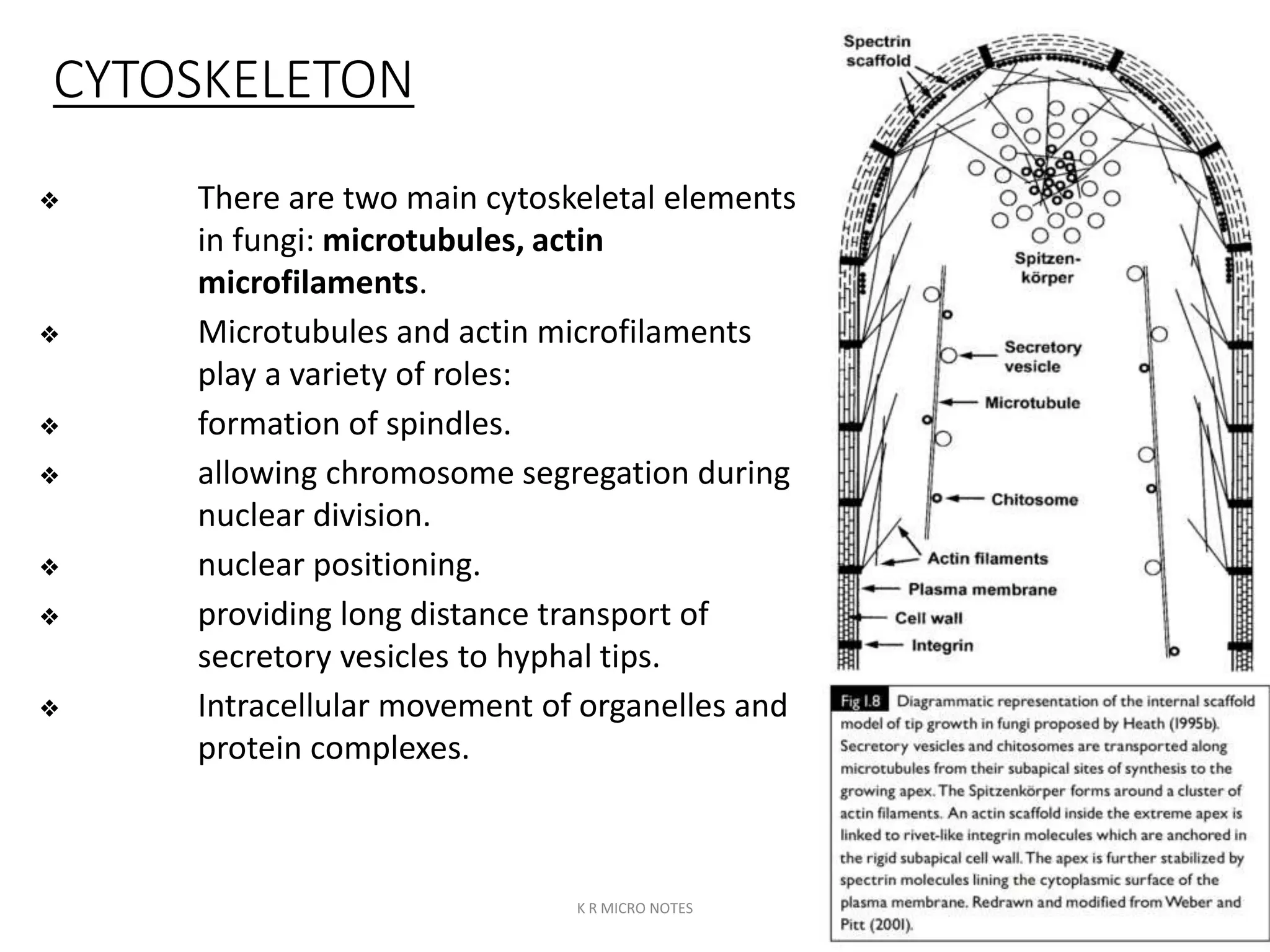 ULTRA STRUCTURE OF FUNGAL CELL AND GROWTH | PPTX