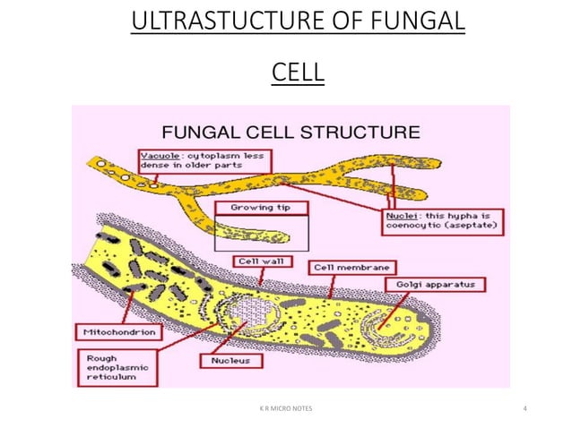 ULTRA STRUCTURE OF FUNGAL CELL AND GROWTH | PPTX