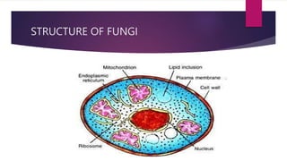 Ultrastructure of fungi(R.sneka).pptx