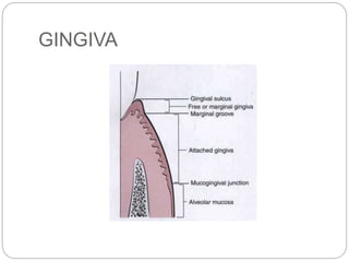 Ultrastructure of gingiva | PPTX | Dental Health | Diseases and Conditions