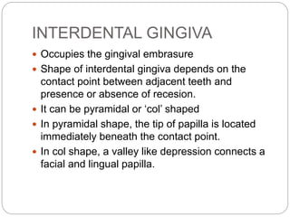 Ultrastructure of gingiva | PPTX | Dental Health | Diseases and Conditions