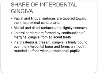 Ultrastructure of gingiva | PPTX