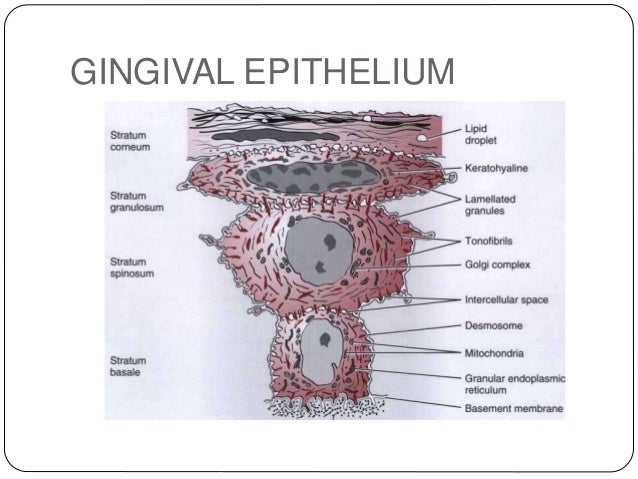 Ultrastructure of gingiva