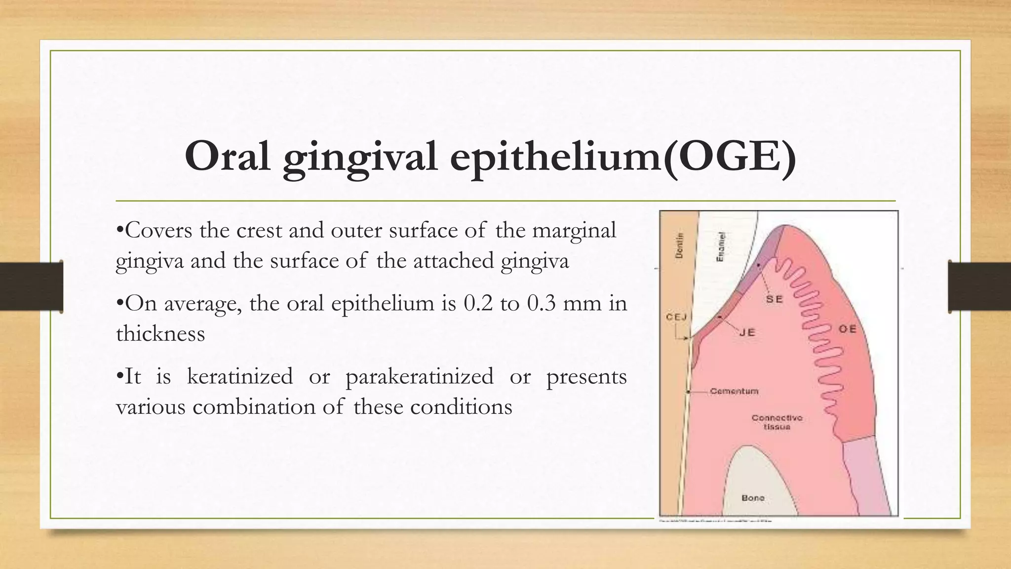 Ultrastructure of gingival epithelium in health and disease | PPTX