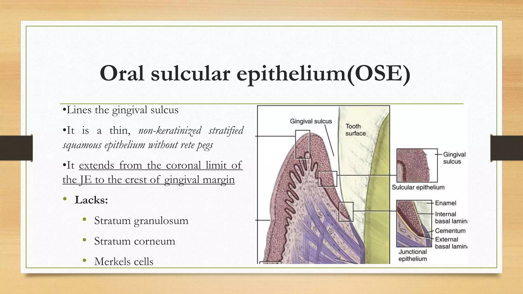 Ultrastructure of gingival epithelium in health and disease | PPTX