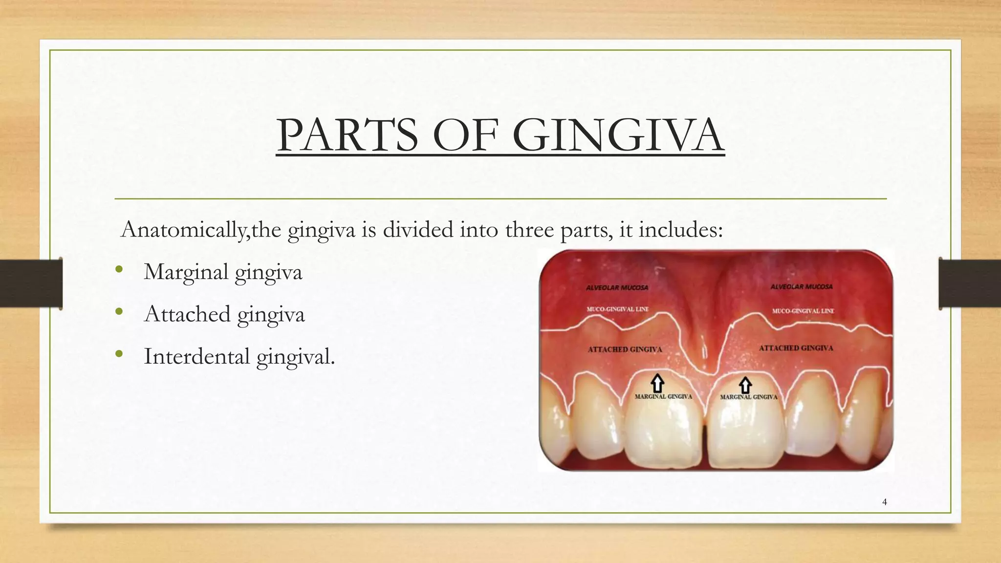 Ultrastructure of gingival epithelium in health and disease | PPTX