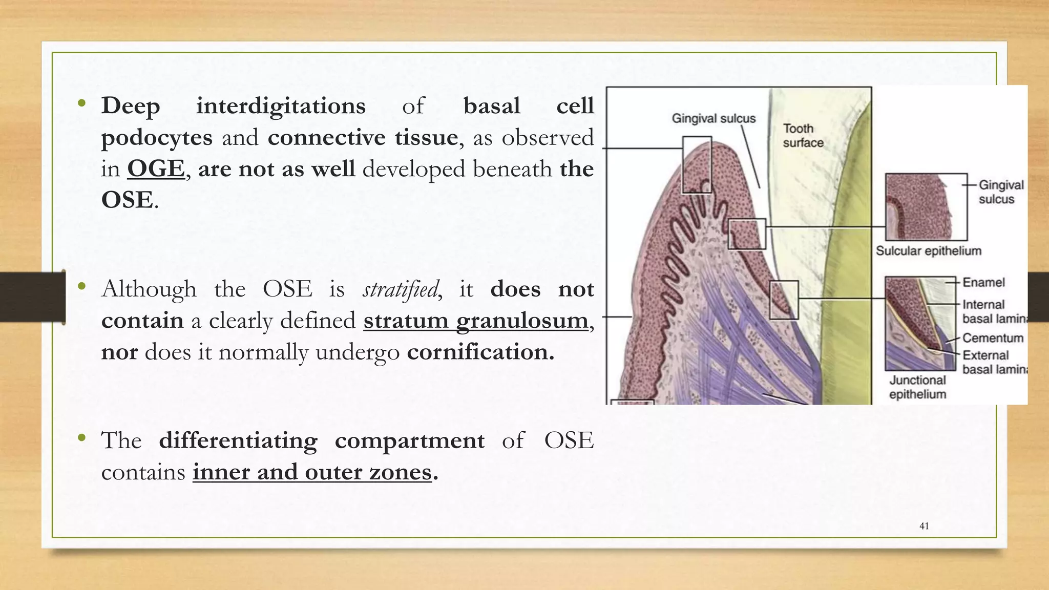 Ultrastructure of gingival epithelium in health and disease | PPTX