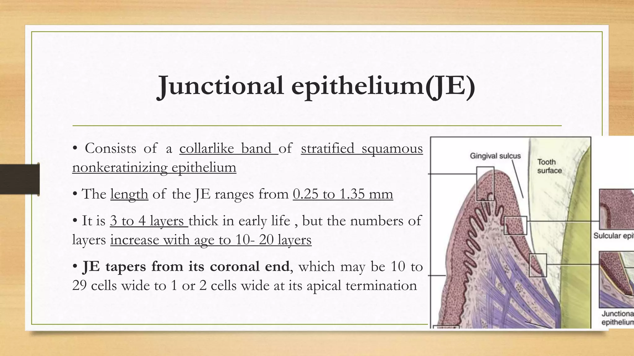 Ultrastructure of gingival epithelium in health and disease | PPTX