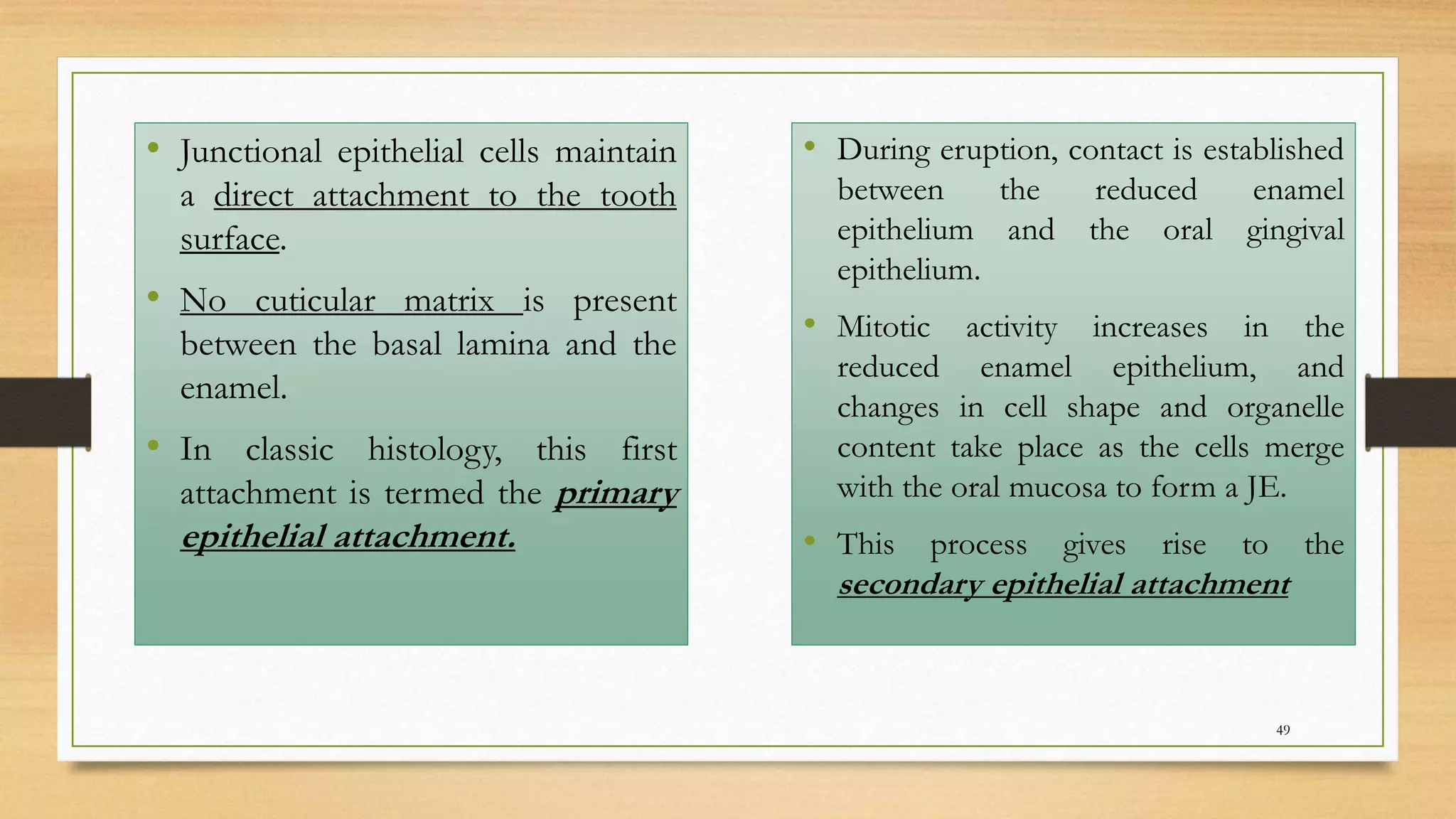 Ultrastructure of gingival epithelium in health and disease | PPTX