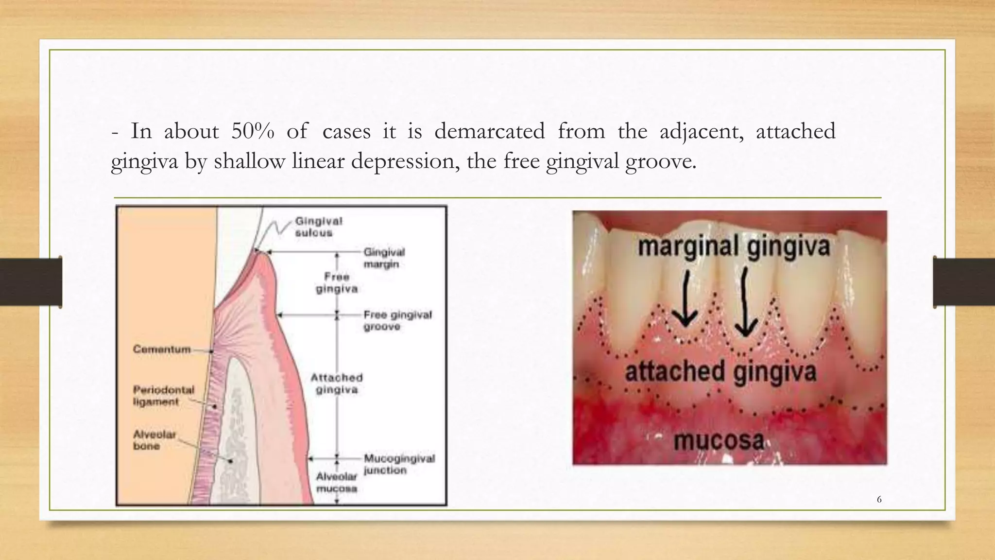 Ultrastructure of gingival epithelium in health and disease | PPTX