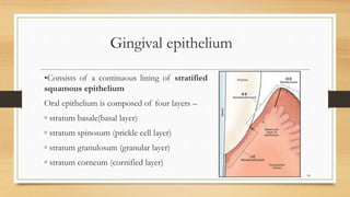 Ultrastructure of gingival epithelium in health and disease | PPTX