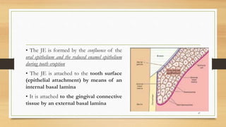 Ultrastructure of gingival epithelium in health and disease | PPTX