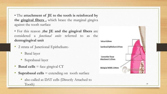 Ultrastructure of gingival epithelium in health and disease | PPTX ...