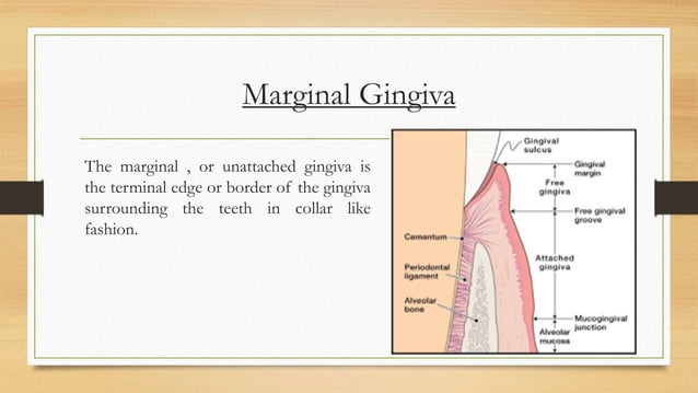 Ultrastructure of gingival epithelium in health and disease | PPTX ...