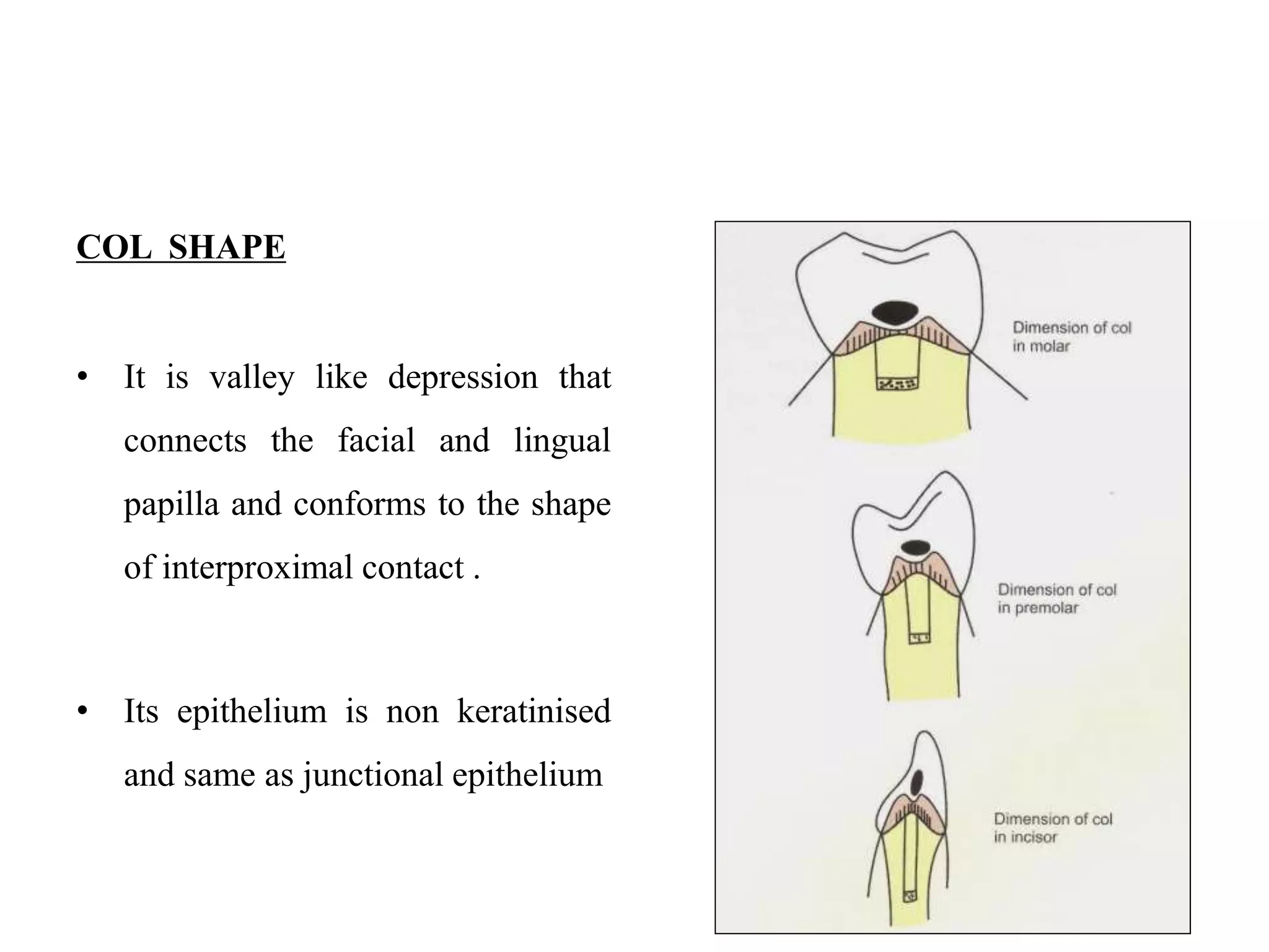 Ultrastructure of gingiva | PPTX
