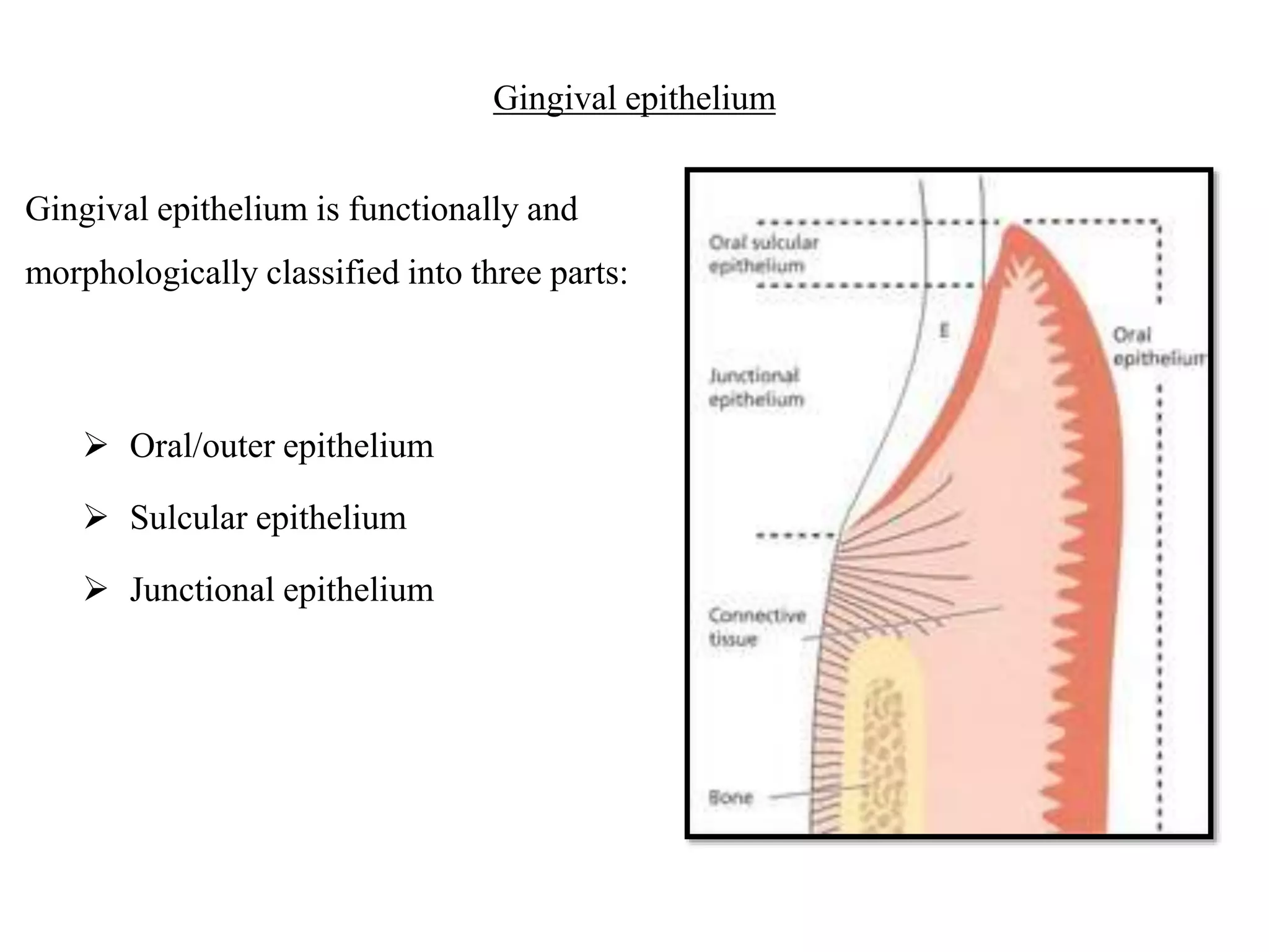Ultrastructure of gingiva | PPTX