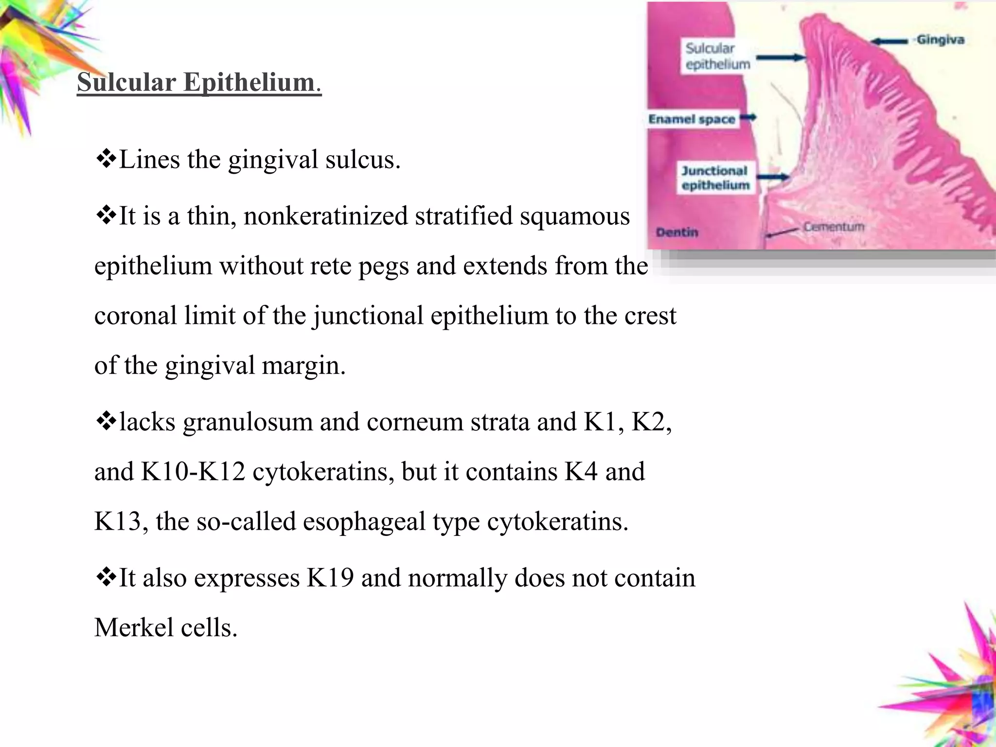 Ultrastructure of gingiva | PPTX