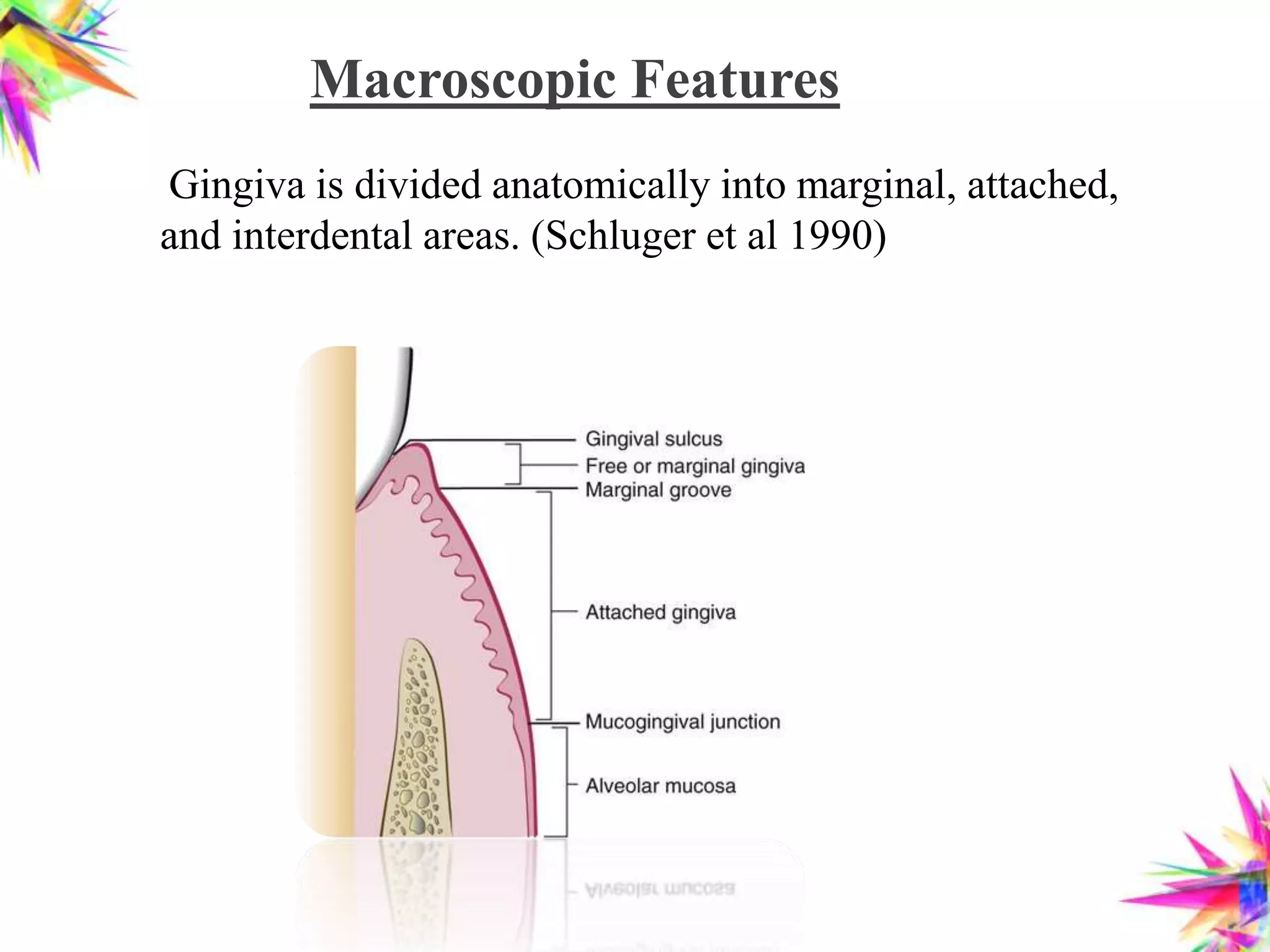 Ultrastructure of gingiva | PPTX