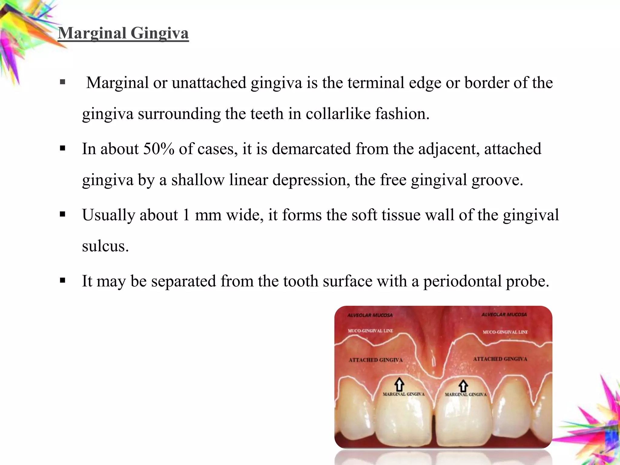 Ultrastructure of gingiva | PPTX
