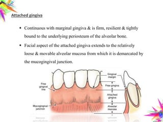 Ultrastructure of gingiva | PPTX