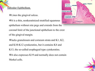 Sulcular Epithelium Histology