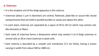 Ultrastructure of Golgi appratus and functions.pptx | Biological ...