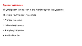 Ultrastructure of Lysosomes and its functions | PPTX