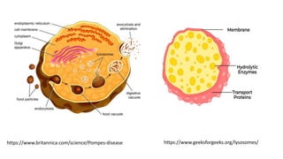 Ultrastructure of Lysosomes and its functions | PPTX