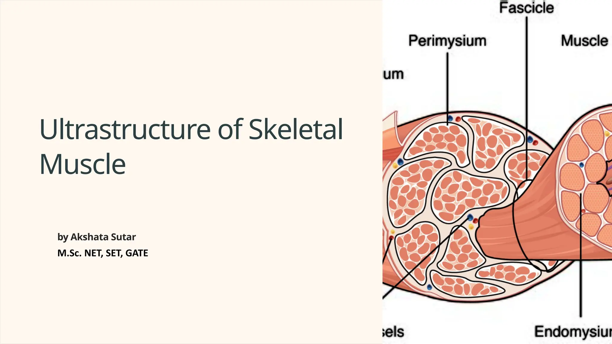 Ultrastructure of Muscle and its detailed information | PPTX