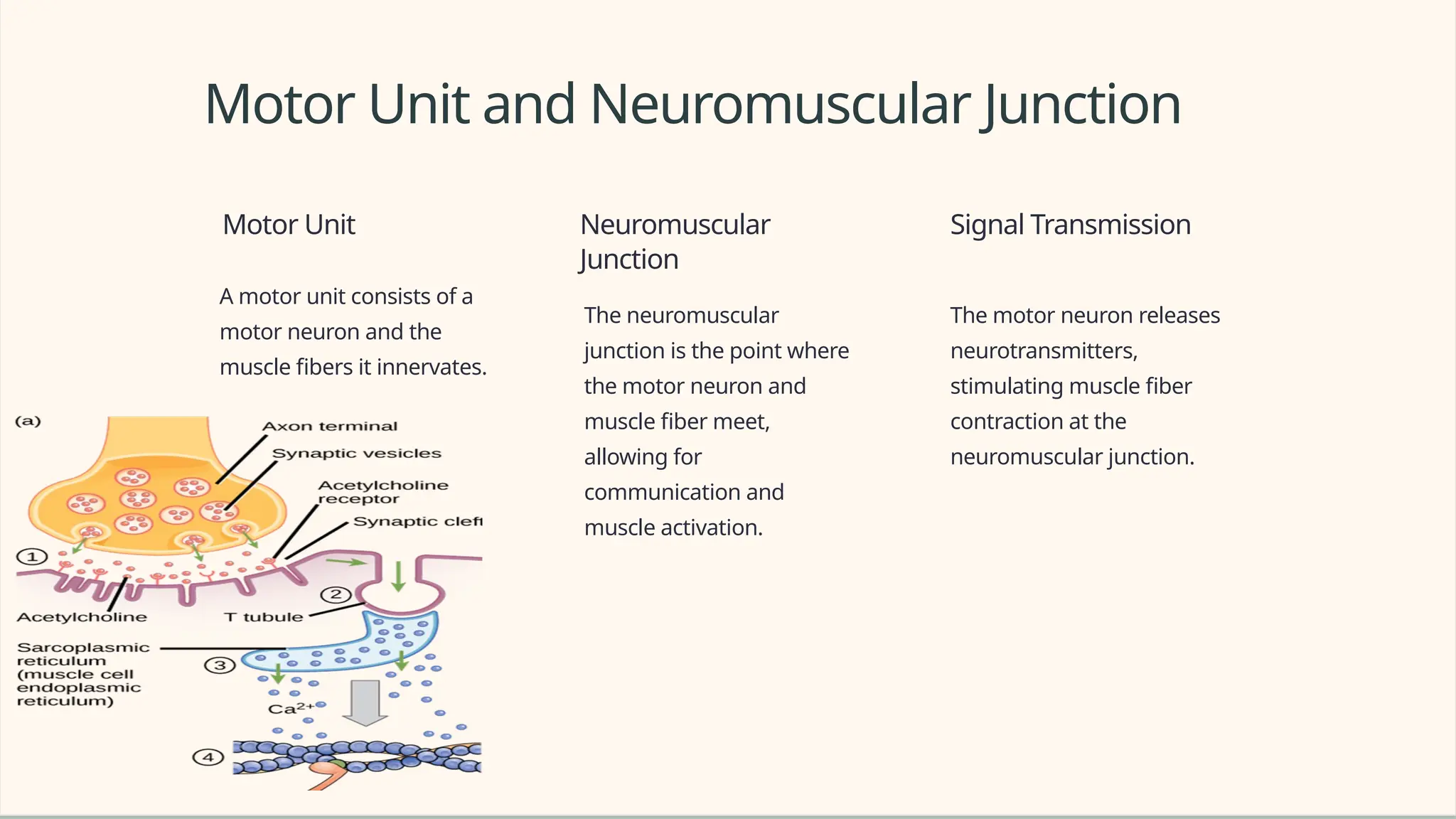 Ultrastructure of Muscle and its detailed information | PPTX