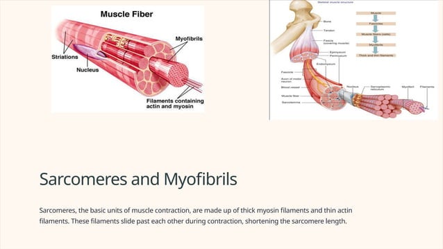 Ultrastructure of Muscle and its detailed information | PPT