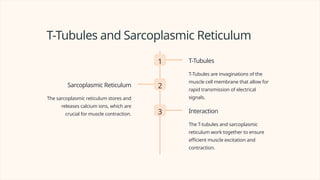 Ultrastructure of Muscle and its detailed information | PPTX