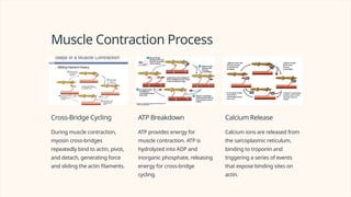 Ultrastructure of Muscle and its detailed information | PPTX