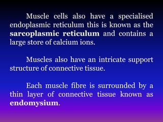 Muscle contraction | PPT