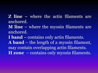 Muscle contraction | PPT
