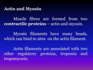 Muscle contraction | PPT