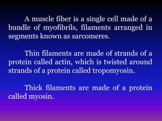 Muscle contraction | PPT