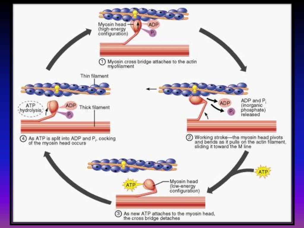 Muscle contraction