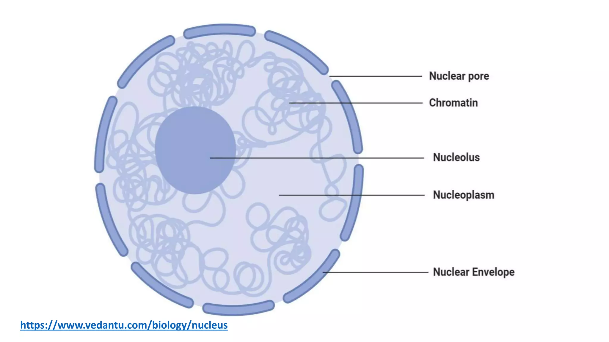 Ultrastructure of Nucleus and functions | PPTX