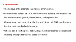 Ultrastructure of Nucleus and functions | PPTX
